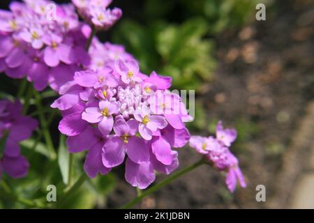 Purple flowers of wild candytuft or rocket candytuft or bitter ...