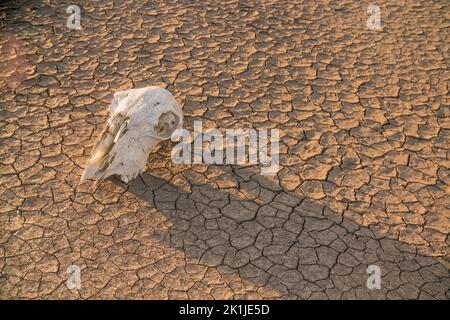 Weathered cattle skull lying in a parched wasteland with cracked earth ...
