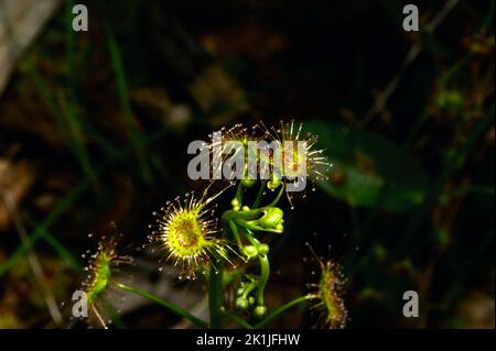 Insects prepare for a sticky death! Ear Sundews (Drosera Auriculata ...