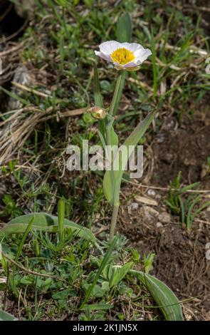 Ranunculus amplexicaulis L Ranunculus amplexicaulis L Stock Photo - Alamy