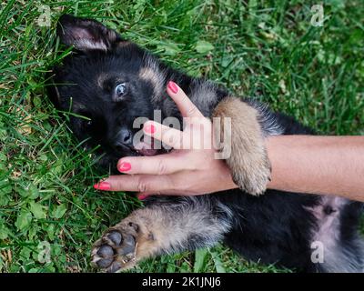 A German Shepherd puppy plays with a lady's hand with painted nails ...