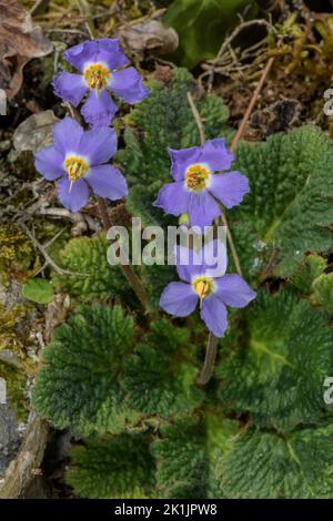 Pyrenean-violet (Ramonda pyrenaica). Habitat: shady limestone rocks ...