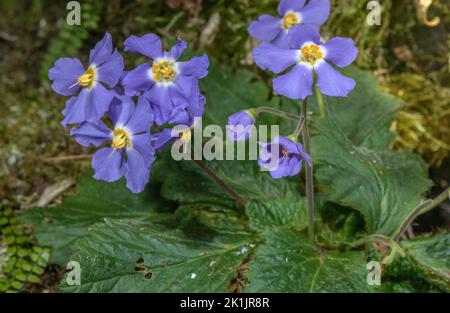 Pyrenean-violet (Ramonda pyrenaica). Habitat: shady limestone rocks ...