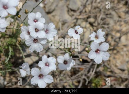 Pyrenean Flax, Linum suffruticosum ssp. salsoloides in flower in the ...