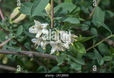 Pyrenean honeysuckle, Lonicera pyrenaica, in flower Pyrenees Stock ...