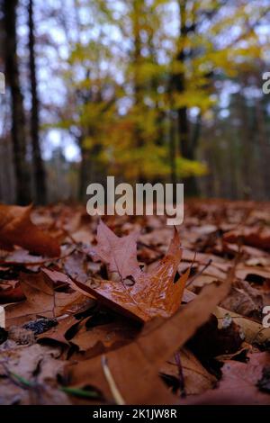 Sad autumn leaf on dark marble Stock Photo - Alamy