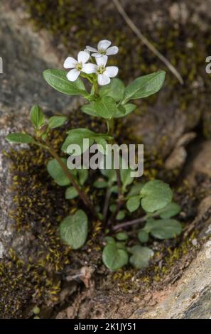 Mignonette-leaved Bittercress (Cardamine resedifolia Stock Photo - Alamy
