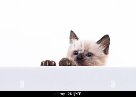 Kitten head with paws up peeking over blank white sign placard. Pet ...
