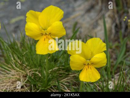 Colour form of Long-spurred Pansy, Viola calcarata in the Maritime Alps ...