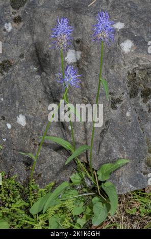 Betony-leaved Rampion (Phyteuma betonicifolium) Plantae Stock Photo - Alamy