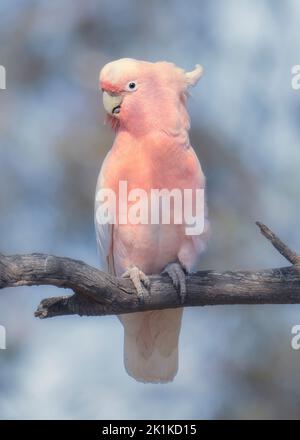 Close-up of Major Mitchell's cockatoo (Lophochroa leadbeateri) with ...