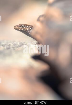 Central Ranges Rock Skink Stock Photo - Alamy