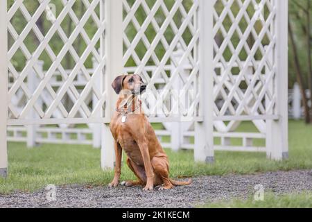 Rhodesian Ridgeback dog breed outdoor portrait Stock Photo - Alamy