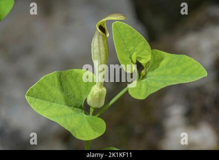 Pale birthwort (Aristolochia pallida) in flower Stock Photo - Alamy