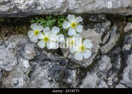 Form of Alpine Buttercup, Ranunculus alpestris subsp. traunfellneri in ...