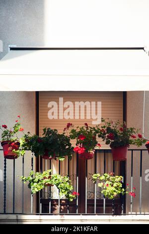 geraniums, balcony railing, geranium Stock Photo - Alamy