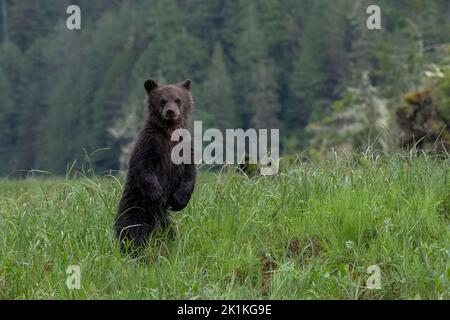 A black grizzly bear cub stands in tall sedge grass in British Colombia ...