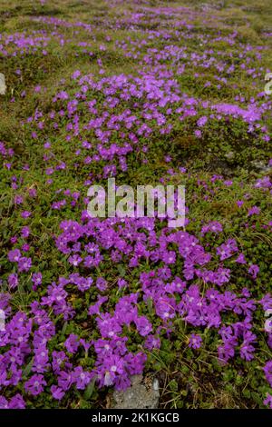 Least Primrose, Primula minima, on Grossglockner in the central ...