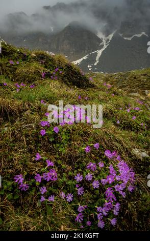 Least Primrose, Primula minima, on Grossglockner in the central ...