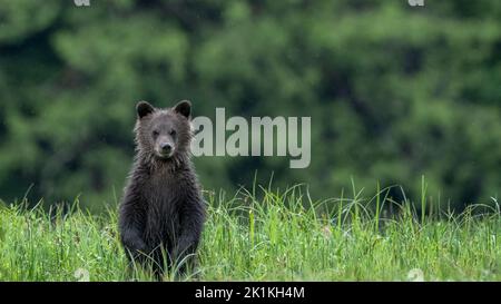 A grizzly bear with thick fur stands in a forested area looking ...