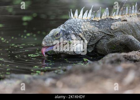 Green iguana Iguana iguana, drinking from woodland pool, Washington ...