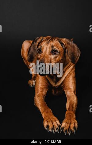 Rhodesian Ridgeback close-up frontal portrait on black background ...