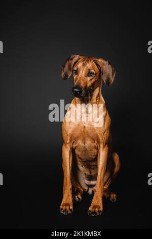 Rhodesian Ridgeback close-up frontal portrait on black background ...