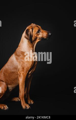 Studio shot of an adorable Rhodesian ridgeback sitting on white ...
