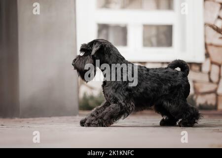 The Miniature Schnauzer dog at the old city Stock Photo - Alamy