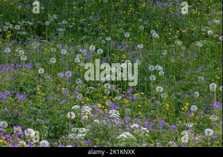 Mountain hay meadow, with Wood Cranesbill, Dandelions and Meadow ...