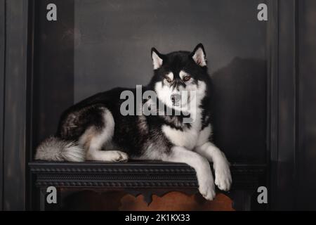 Husky dog in a black interior Stock Photo - Alamy