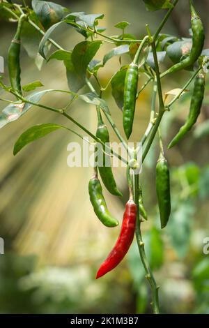 Ripe red and unripe green chili peppers are seen on plants in a field ...