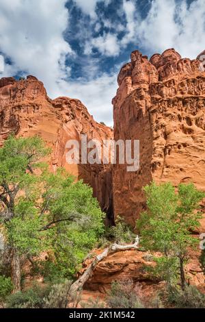 Cottonwood trees, unnamed slot canyon, at side of Long Canyon, Burr ...
