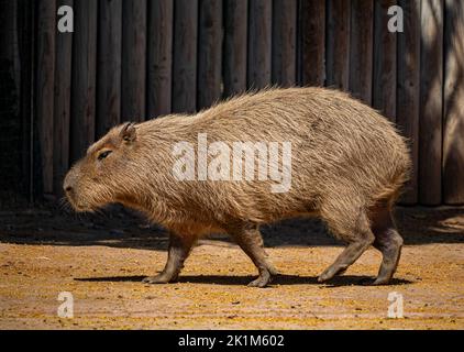 A large capybara with red and brown fur, seen in profile, sitting on ...