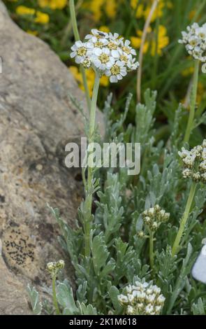 Silvery yarrow, Achillea clavennae, in flower in the eastern Alps Stock ...