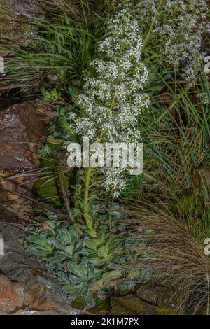Pyramidal saxifrage, Saxifraga cotyledon in flower on acid rock cliff ...