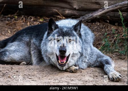 A gray wolf pictured in its enclosure at the Madrid Zoo Stock Photo - Alamy
