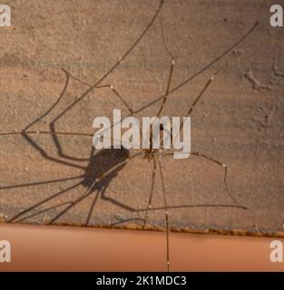 Cosmobunus granarius, Harvestmen Spider Stock Photo - Alamy
