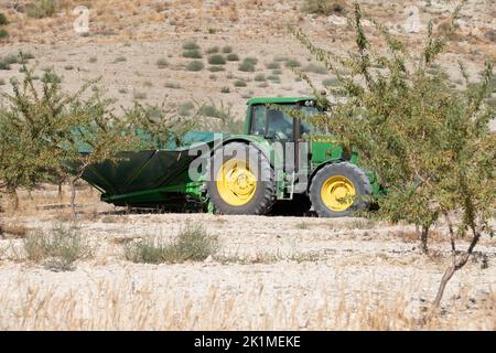 Almond harvesting machine that Shakes the Almonds of the Tree using a ...