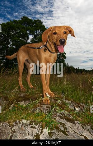 Fox red Labrador retriever gundog puppy Stock Photo - Alamy