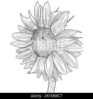 Sunflower engraving, summer blooming, ink Stock Vector Image & Art - Alamy