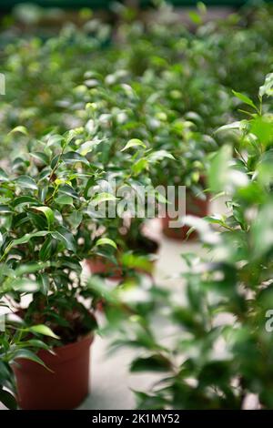 Closeup photography of ficuses buds in pots at greenhouse. Vertical ...