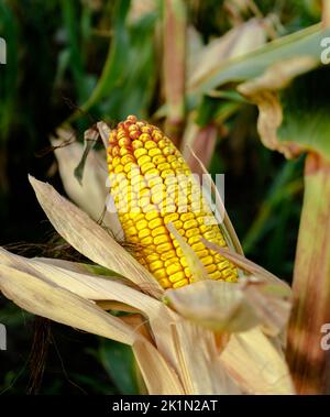 Half of boiled corn on a white background. Half a cob. Yellow grains ...