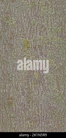Texture seamless Bark wood, high quality Stock Photo - Alamy