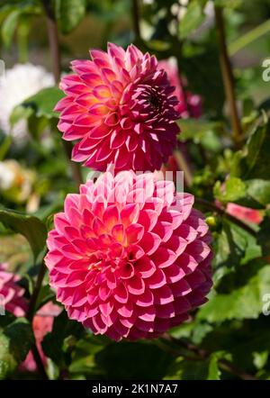 Dahlia 'Polventon Kristobel' in flower Stock Photo - Alamy