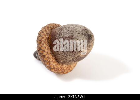 One beautiful brown acorn isolated on white Stock Photo - Alamy