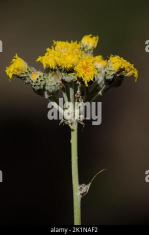 Plant Sonchus acaulis with wilted flowers. Integral Natural Reserve of ...