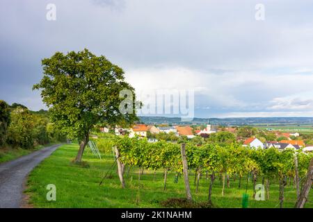 Hagenbrunn: view to Hagenbrunn, vineyard, chapel St. Anna in ...