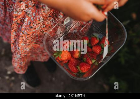 Children pick summer fruits Stock Photo - Alamy