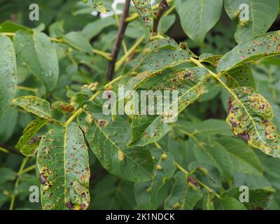 Diseased leaves of a walnut tree, walnut blister mites feeding on the ...